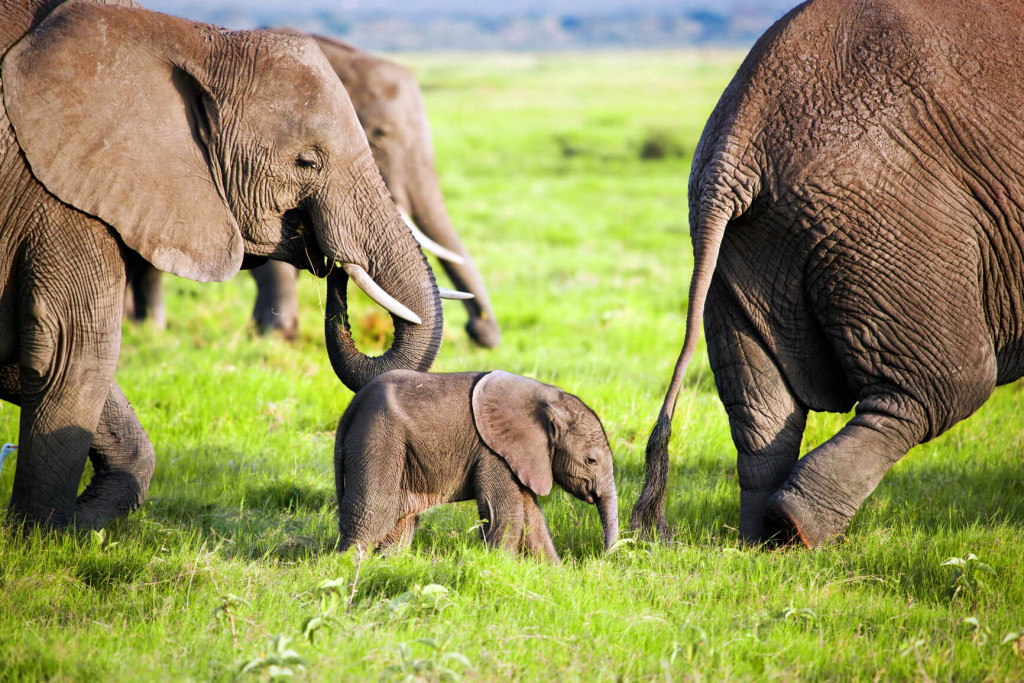 Flight deals from Paris, France → Nairobi, Kenya - Book cheap flights ...