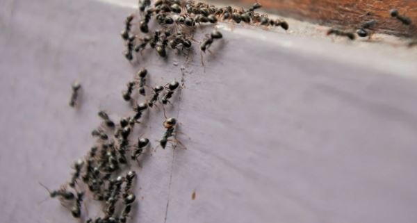 Air India flight bound for London delayed after ant colony found in ...