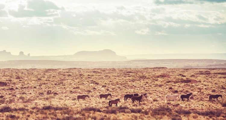 Non-stop from Los Angeles to Reno, Nevada (& vice versa) for only $77 ...