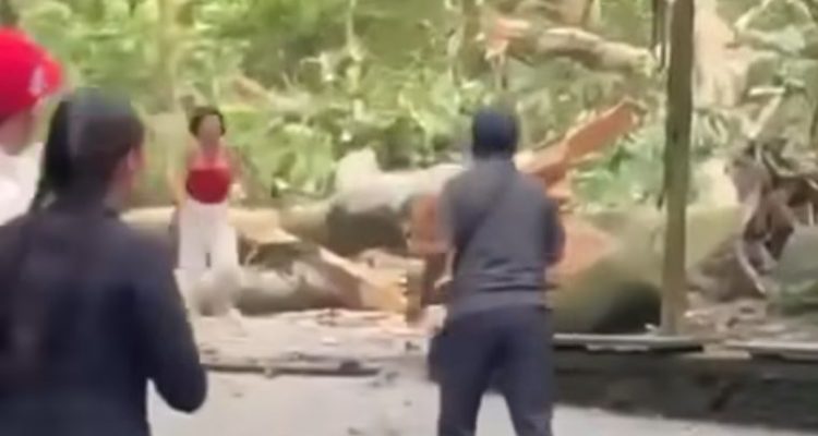 Falling tree kills two tourists at Bali's Monkey Forest