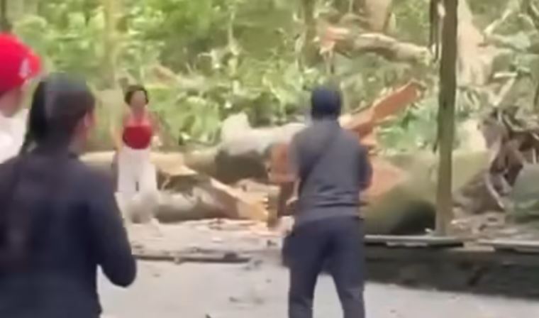 Falling tree kills two tourists at Bali's Monkey Forest